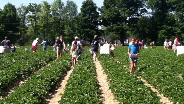Viewers' Choice 2019: Best berry picking