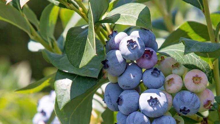 New Hampshire's best berry picking of 2025