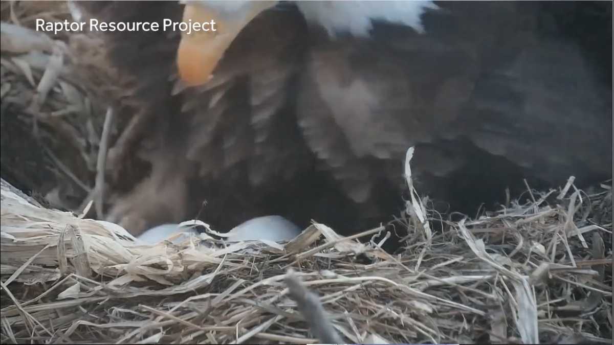 Decorah's first 2018 eaglet hatches on Easter Sunday
