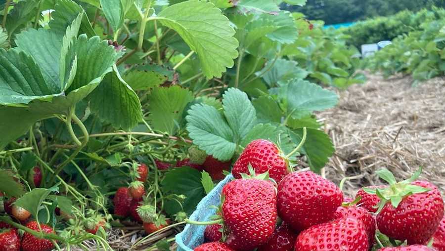 Viewers' Choice 2020: Best berry-picking