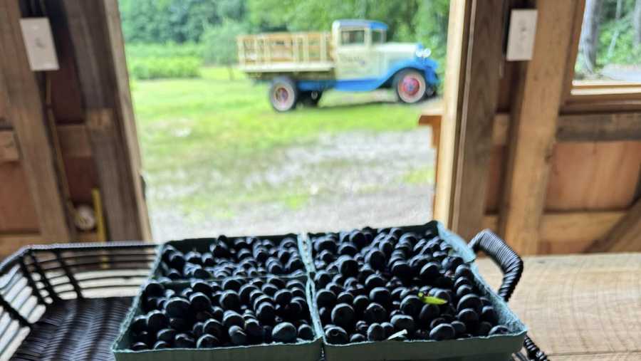 New Hampshire's best berry picking of 2024