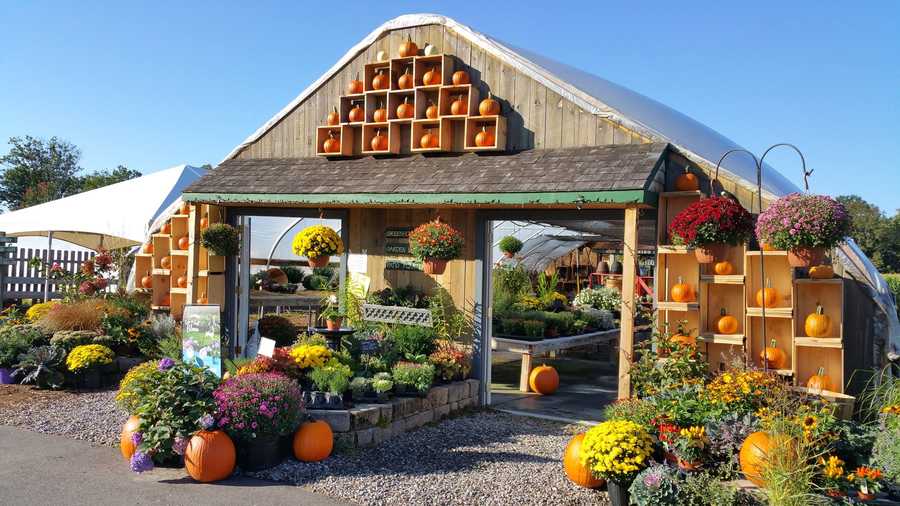Viewers' Choice 2017: Best pumpkin patches in New Hampshire