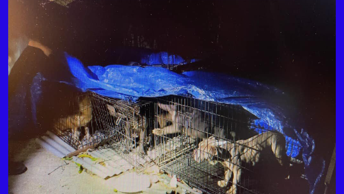 Dogs seized from filthy living conditions in Florida home