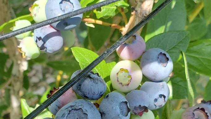New Hampshire's best berry picking of 2024
