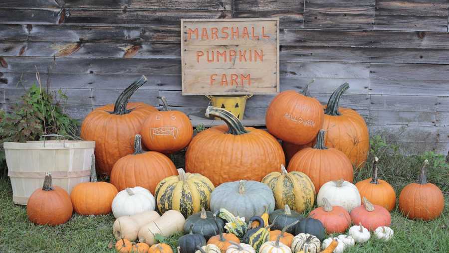 Viewers' Choice 2017: Best pumpkin patches in New Hampshire