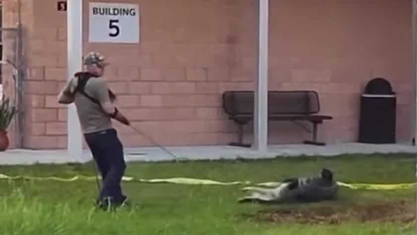 Alligator caught at Florida school during the last week of school