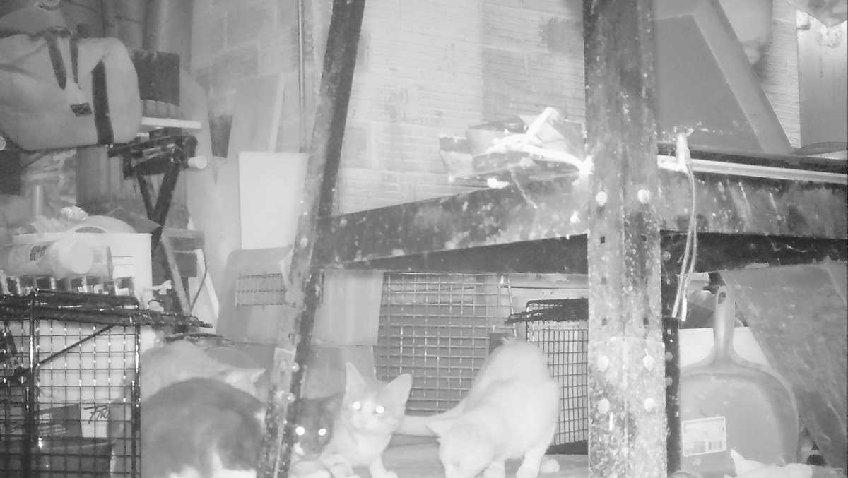 Worst cat hoarding case in years just keeps getting worse