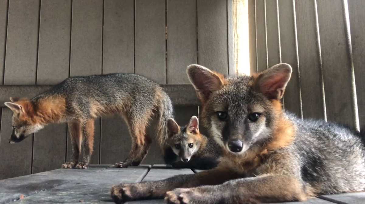 Busch Wildlife Sanctuary releases four animals back into the wild