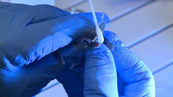 Bat researchers track a devastating disease