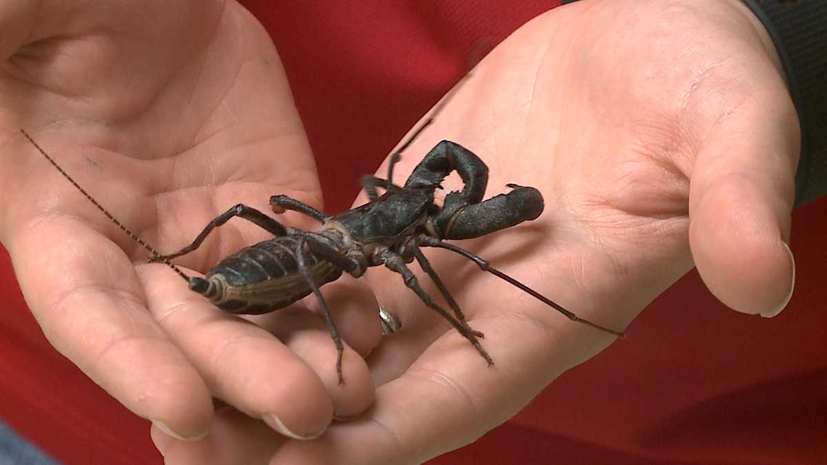 Incredible insects to invade UN-L museum