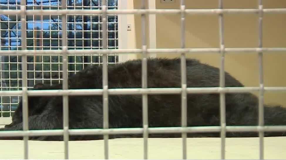 Busch Wildlife Sanctuary moves bears, alligators to new location