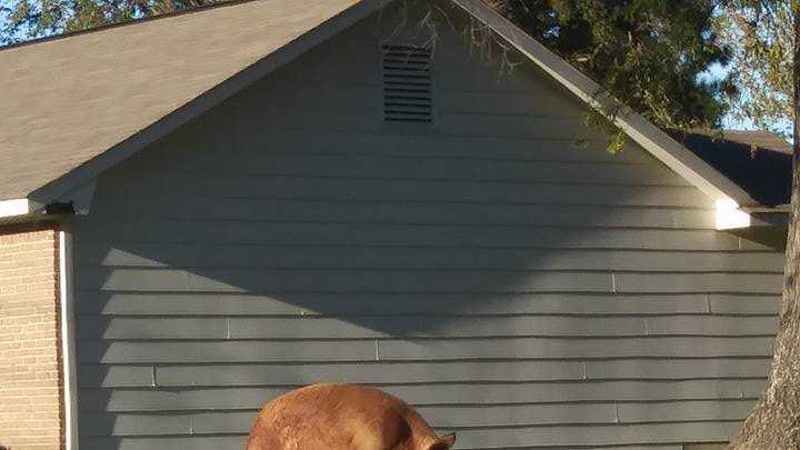 PHOTOS: Holy hog! Massive pig in Phenix City, Alabama