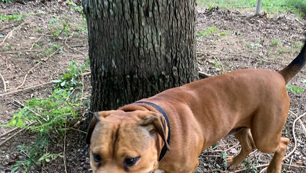 Lost and Found Pets in the WXII 12 Community