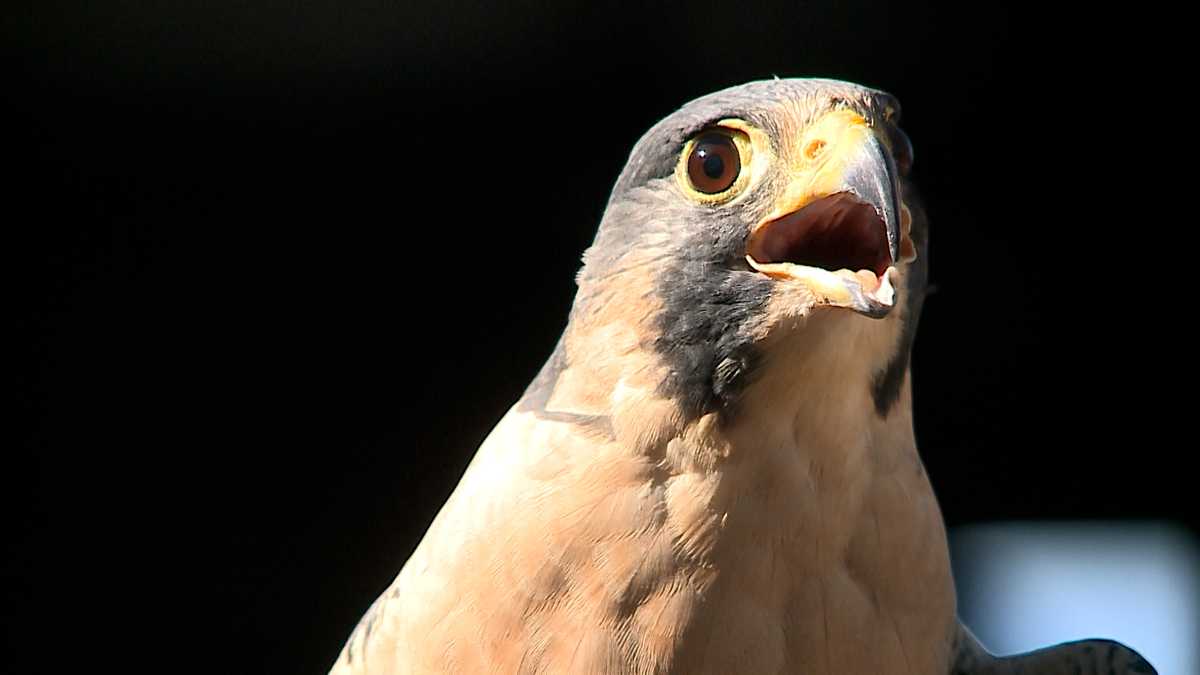 Hitchcock Hawkwatch celebrates 30 years of tracking, protecting hawks ...