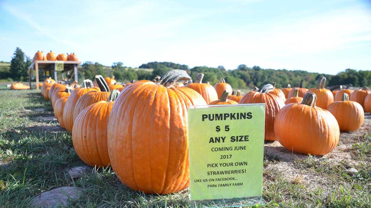 Viewers' Choice 2016: Best pumpkin patch in New Hampshire