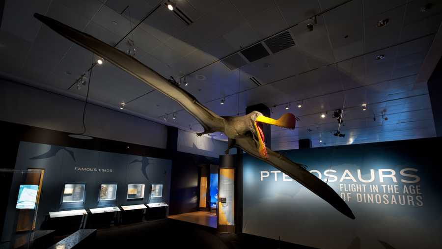 New exhibit at COSI museum showcases prehistoric flying reptiles