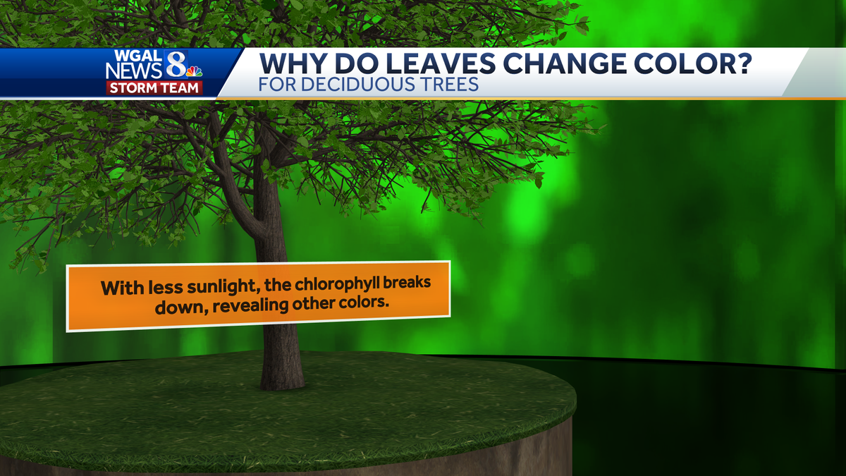 Why do tree colors change in the fall?
