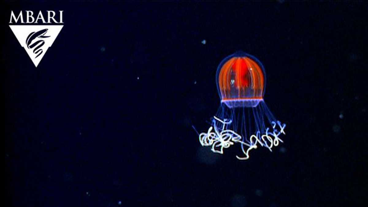 PHOTOS: Bizarre and beautiful deep sea creatures recorded by MBARI