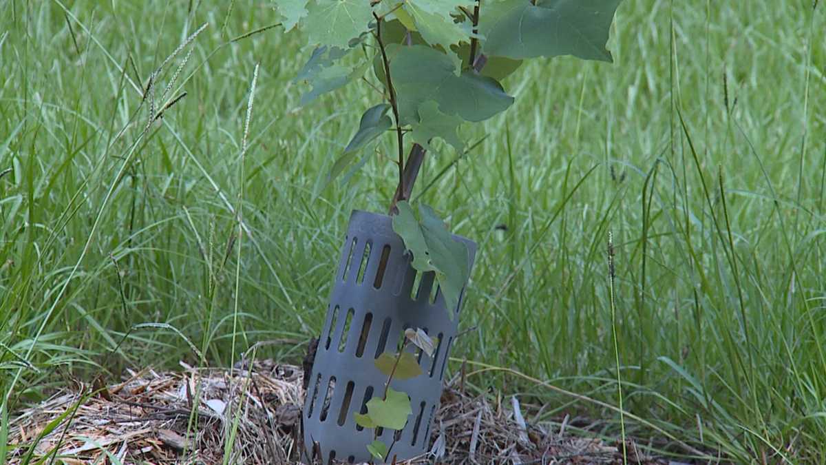 Pooler city leaders put Tree Fund to use with dozens of new trees