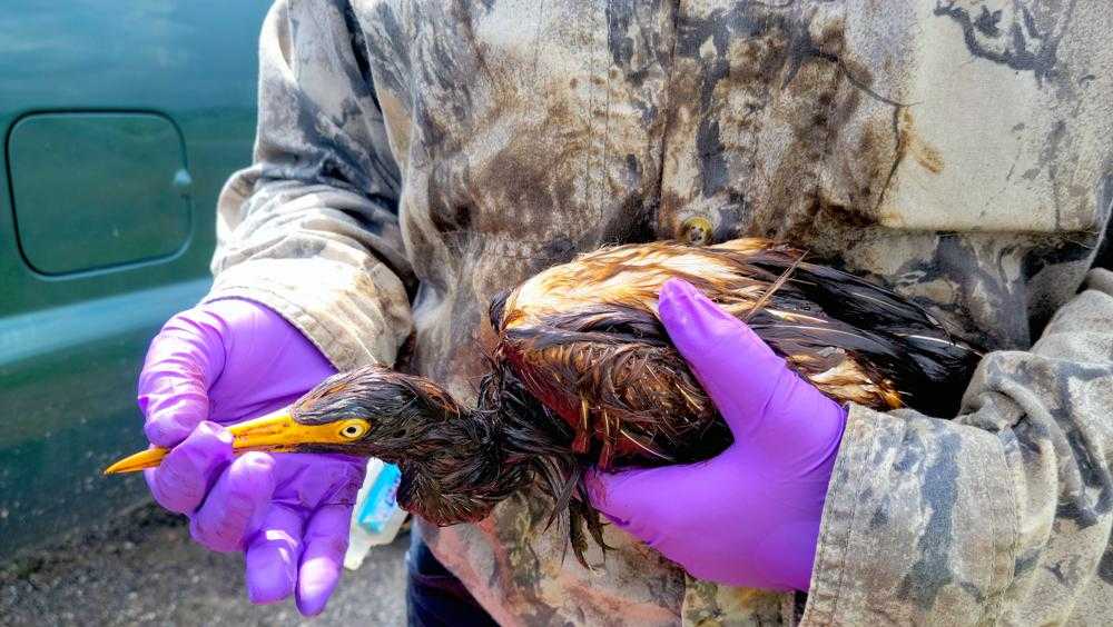 Oil-soaked birds found near oil spill at refinery after Ida