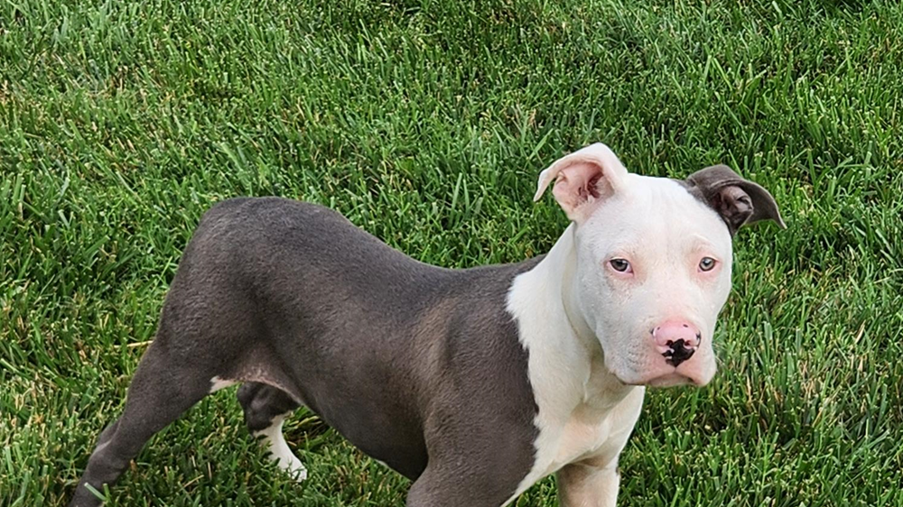 Lost and Found Pets in the WXII 12 Community