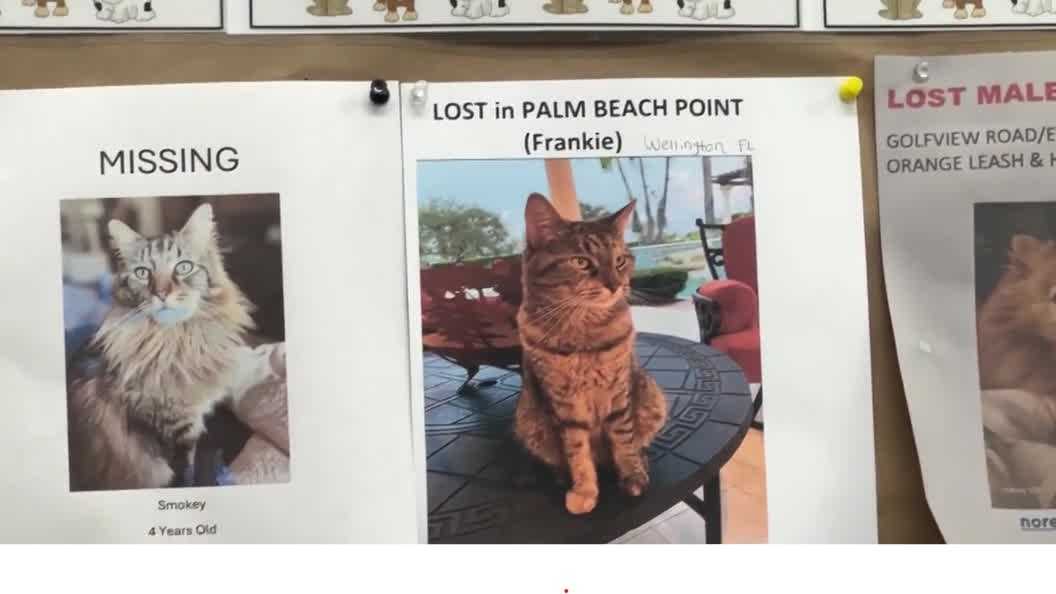 'It's absolutely heartbreaking': Scammers target owners of missing pets