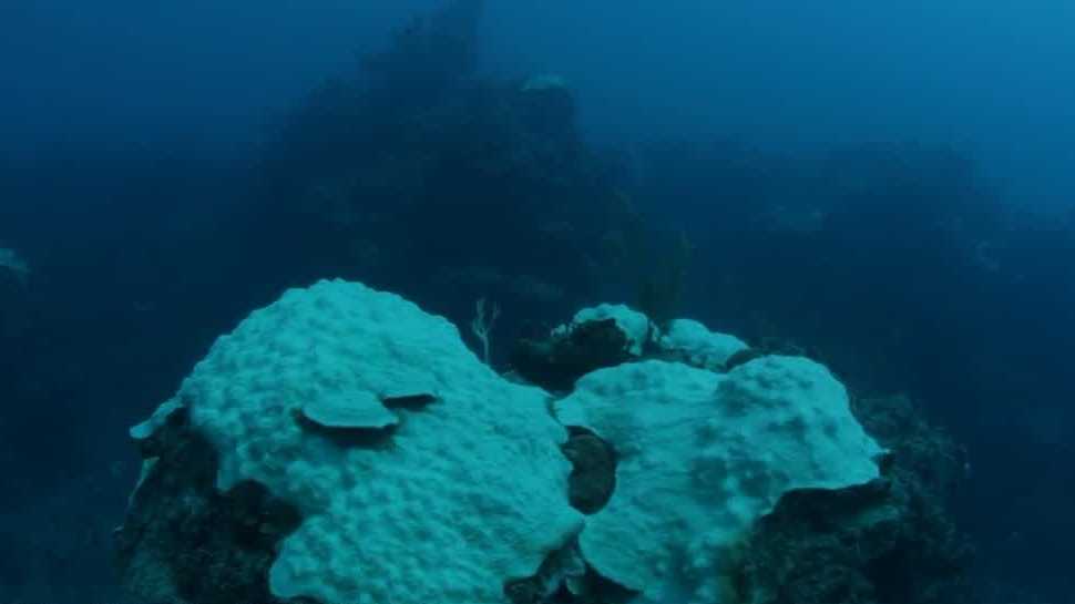 Active hurricane season can have major impacts on coral reefs