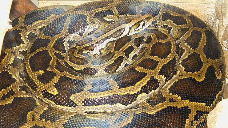 Search For Escaped 20 Foot Python Continues In The Ozarks