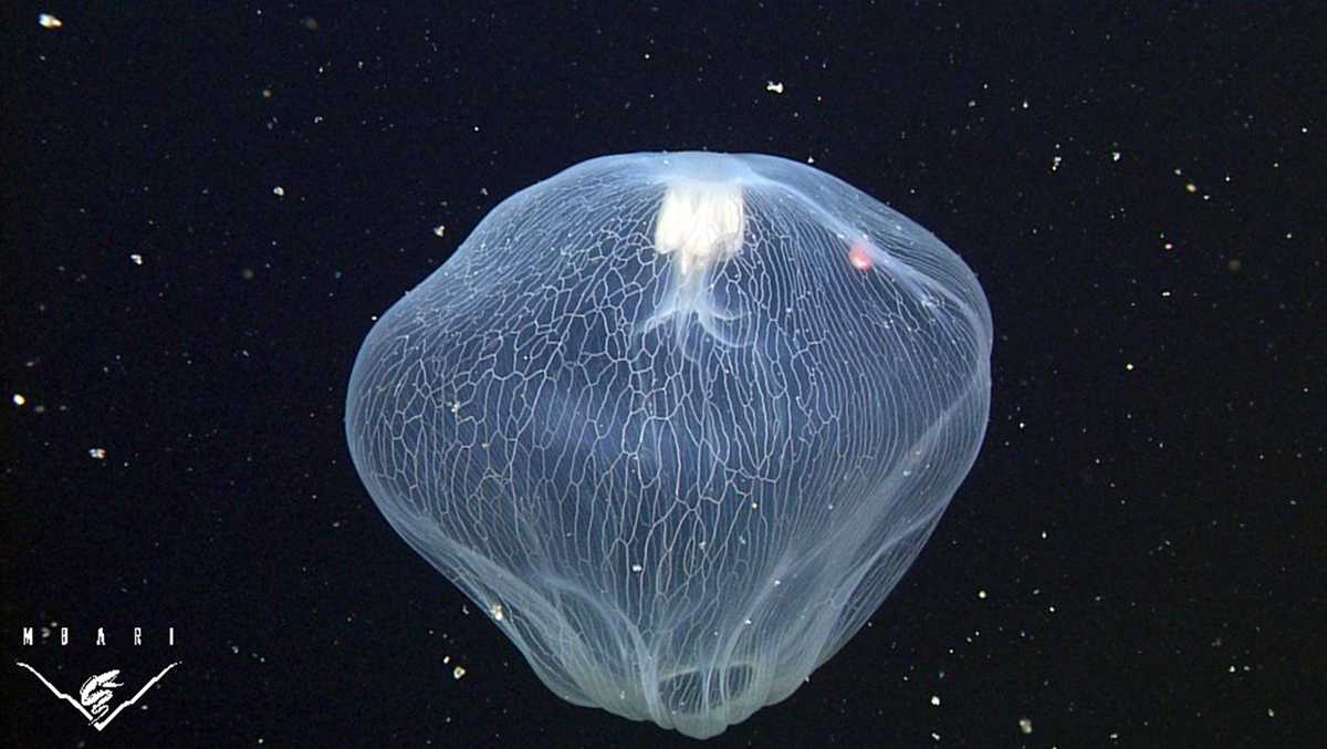 PHOTOS: Bizarre and beautiful deep sea creatures recorded by MBARI