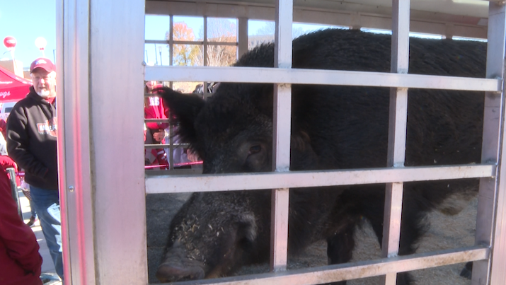 Razorback fans go Hog Wild during last game of the regular season