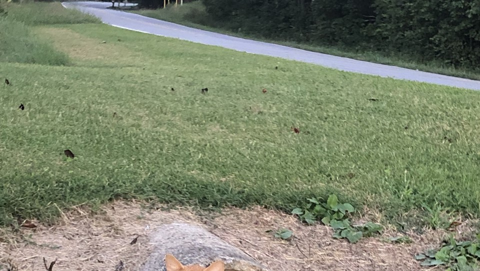 Lost and Found Pets in the WXII 12 Community