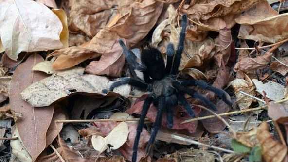 Tarantula mating season continues through November