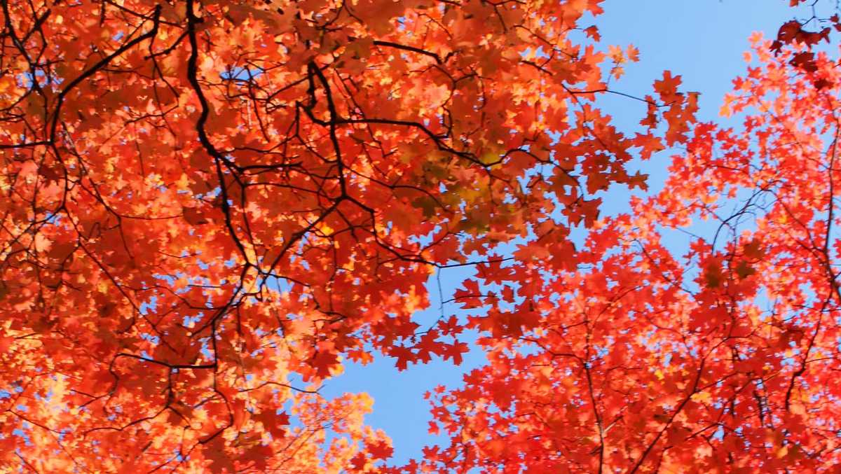 New Mexico fall foliage in New Mexico