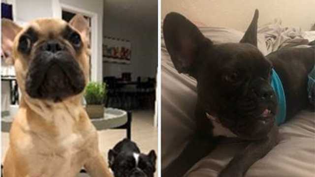 Two French bulldogs stolen within two miles of each other