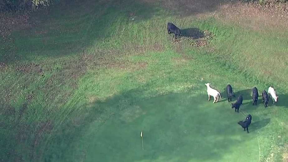 VIDEO: Herd of cows gets loose in Cherokee Park