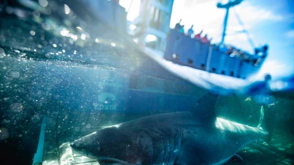 Massive great white shark pings off coast of Florida