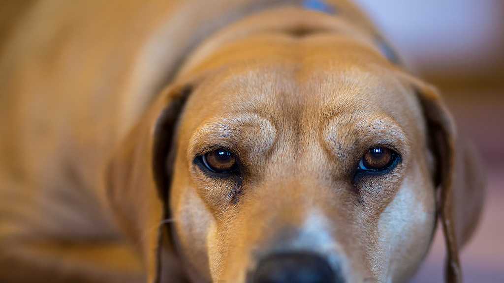 11 Potential warning signs of dog cancer