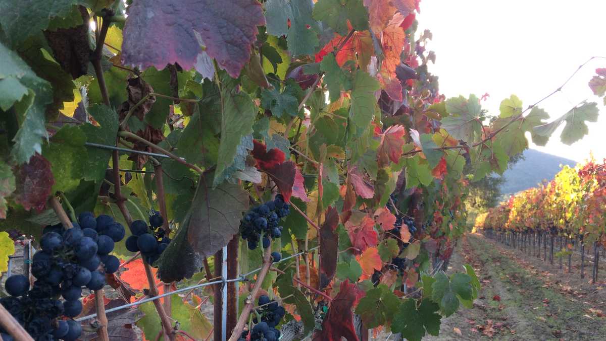 Carmel Valley wineries lose crops tainted by Soberanes Fire smoke