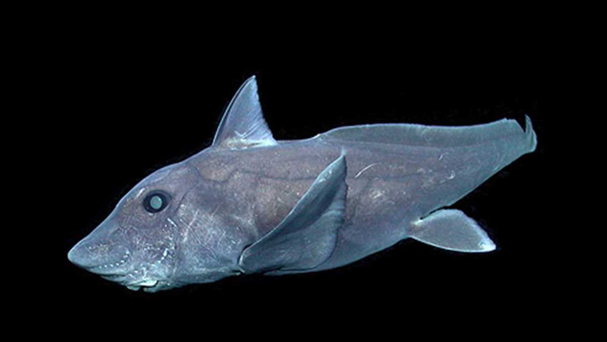 PHOTOS: Bizarre and beautiful deep sea creatures recorded by MBARI