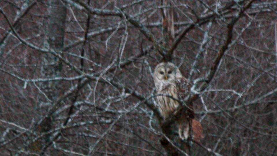 Photos: December snowfall