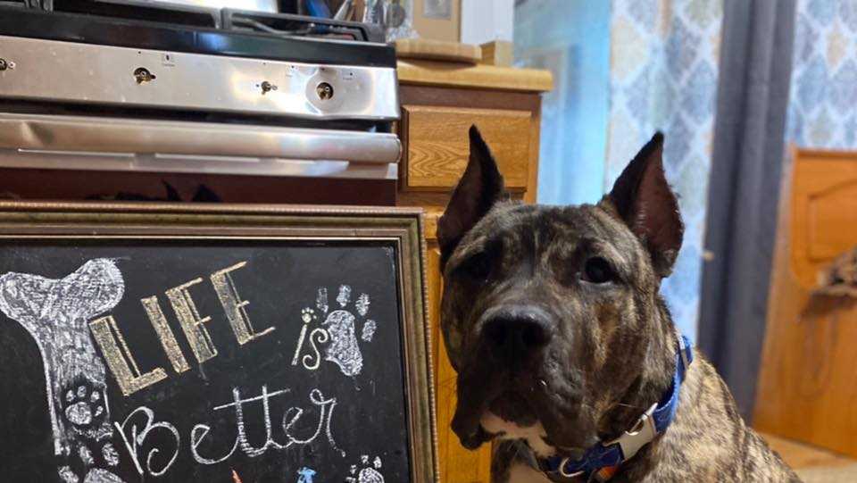 Beloved Ethan the dog gets his own social media pages for you to follow ...