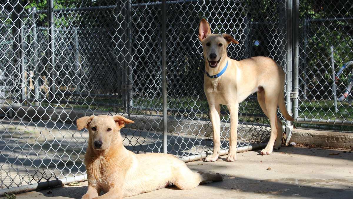 These adorable pets need new homes!