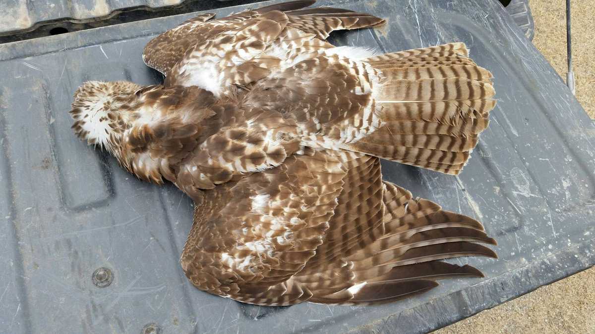 Kansas Game Wardens hunting for juvenile hawk killer