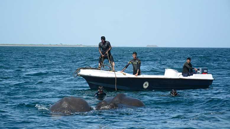 Wild video: Sri Lanka navy rescues elephants washed out to sea