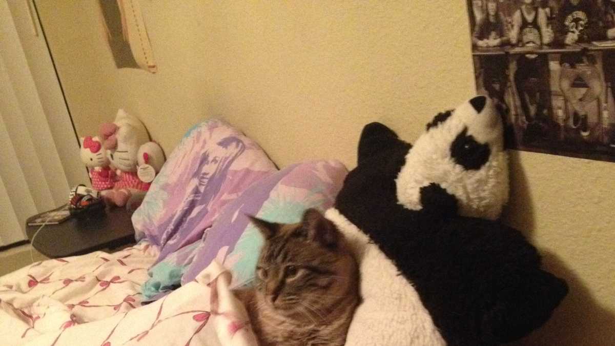 15 adorable photos that will make you a cat person