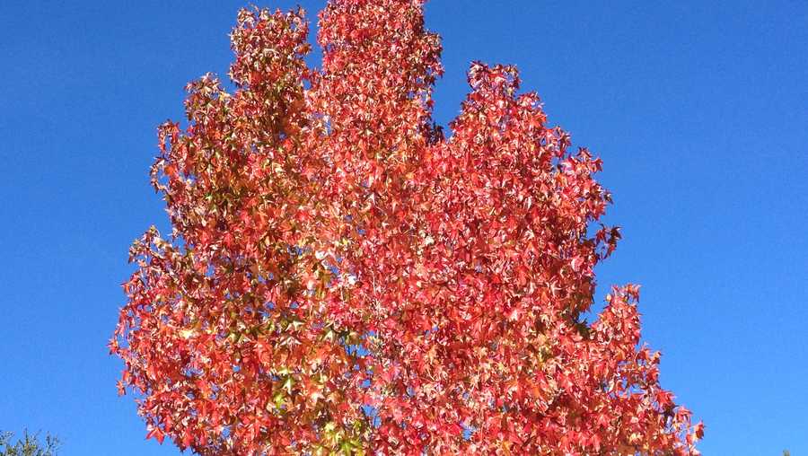 Fall colors are peaking around Central Coast