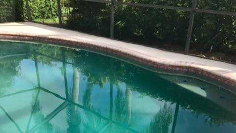 VIDEO: Florida family finds large gator in swimming pool