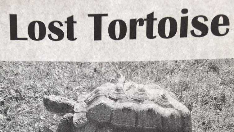 Ohio woman reunited with lost tortoise after two-week search