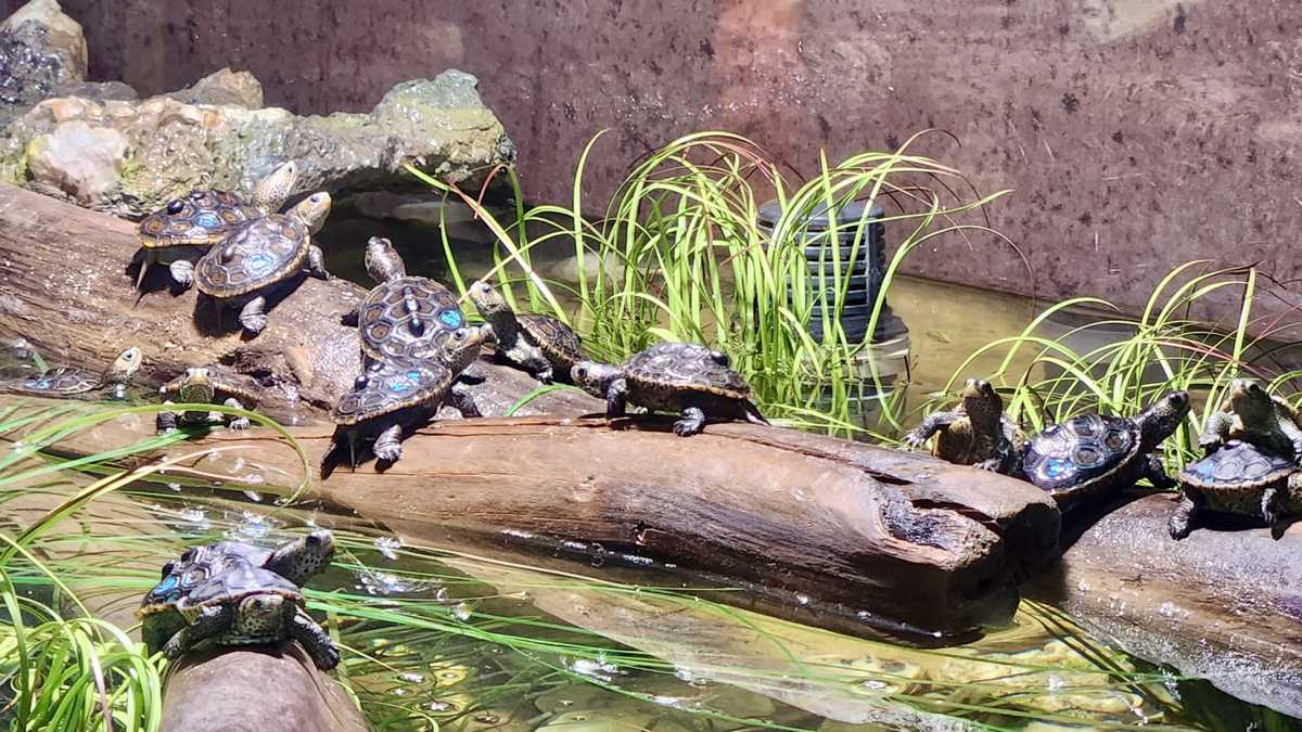 Audubon Aquarium welcomes diamondback terrapins