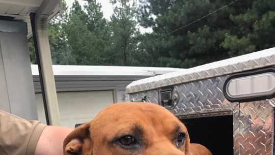 Vet says Figaro's surgery to remove embedded chain collar was successful